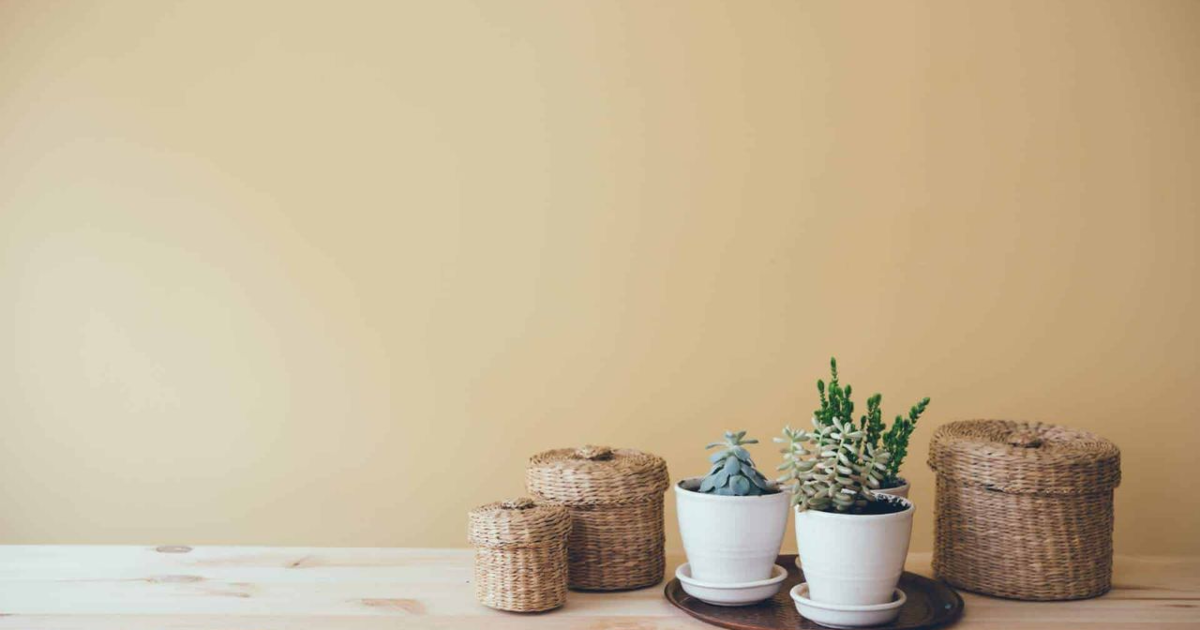 5 ways with Wild Wonder | Lanes Estate Agents